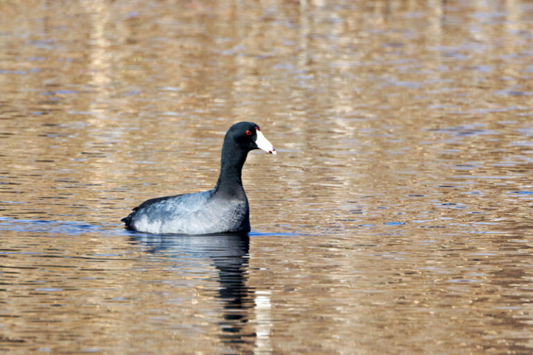 Observing American Coots: A Photographer's Perspective - Steve Creek ...
