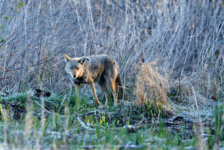 Photographing Coyotes with a Little Help from Vultures - Steve Creek ...