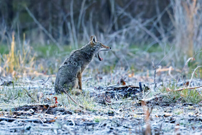 Photographing Coyotes with a Little Help from Vultures - Steve Creek ...