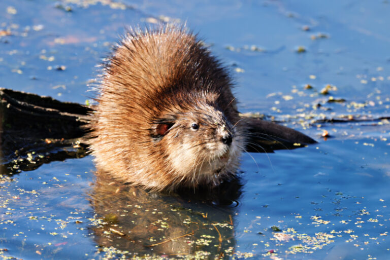 Muskrat Encounter (Video & Facts!) - Steve Creek Wildlife Photography