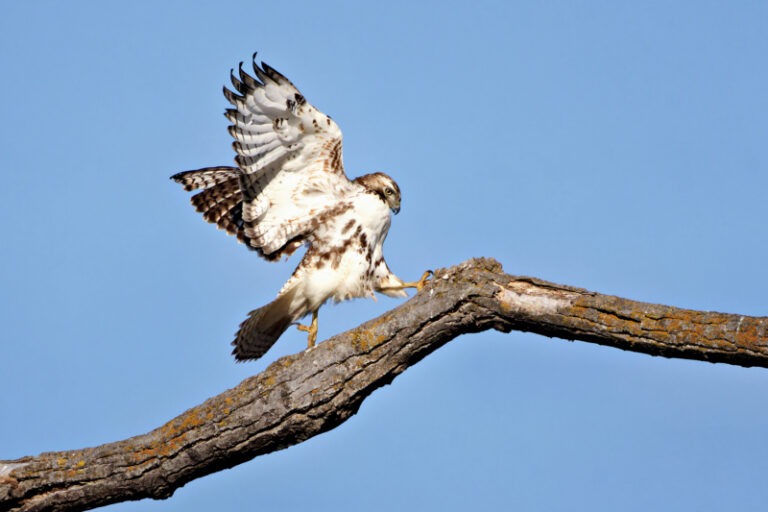 Strange Behavior Of A Immature Red-tailed Hawk - Steve Creek Wildlife ...