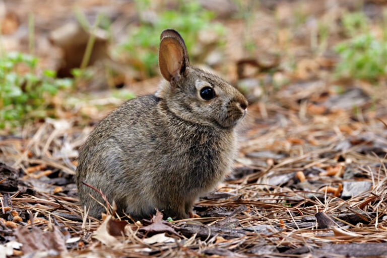 Baby Cottontail Rabbit in My Arkansas Garden - Steve Creek Wildlife ...