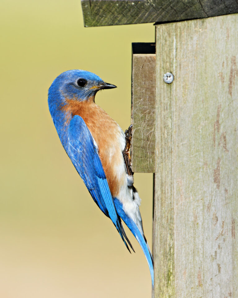 Eastern Bluebird Eggs Incubating in Nest Box - Steve Creek Wildlife ...