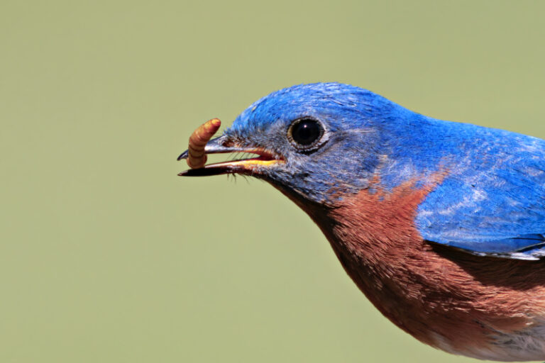 Eastern Bluebird Fledglings Take Flight in Arkansas - Steve Creek ...