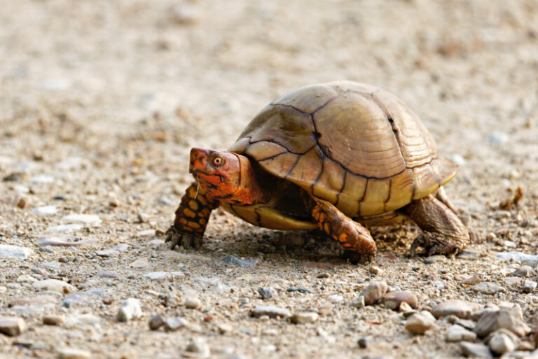 Three-toed Box Turtle Colors - Steve Creek Wildlife Photography