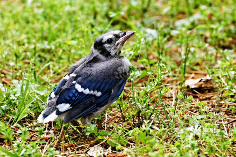 Encounter with a Blue Jay Fledgling - Steve Creek Wildlife Photography