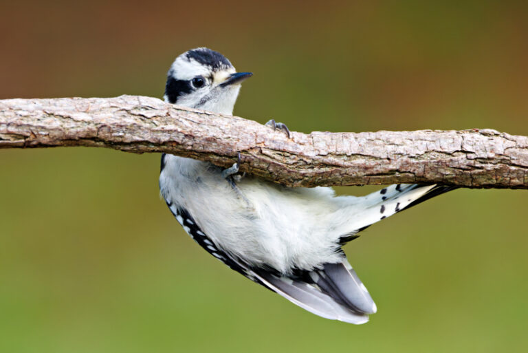Blog | Steve Creek Wildlife Photography