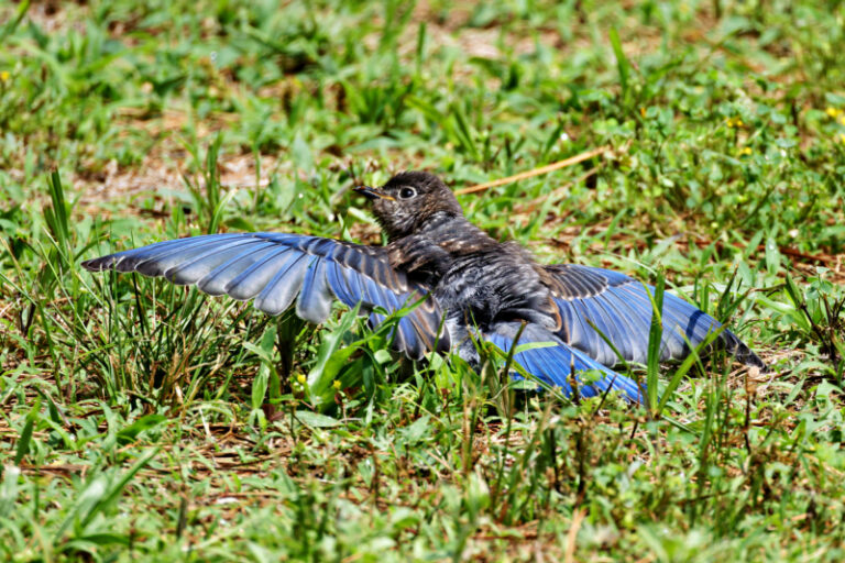 Eastern Bluebird Sunbathing Antics - Steve Creek Wildlife Photography