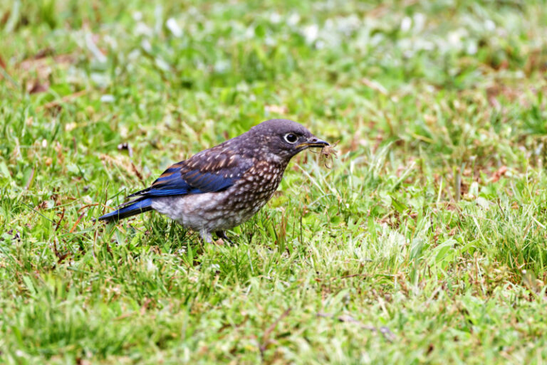 Eastern Bluebird Fledglings: Thriving on Spiders and Independence ...
