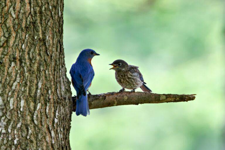 Eastern Bluebird Saga Finale: A New Beginning and a Farewell - Steve ...