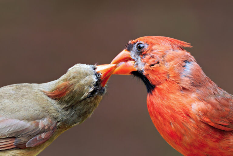 Northern Cardinal Pair Feeding Behavior In My Arkansas Yard