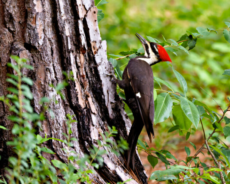 Spotting the Pileated Woodpecker - Steve Creek Wildlife Photography