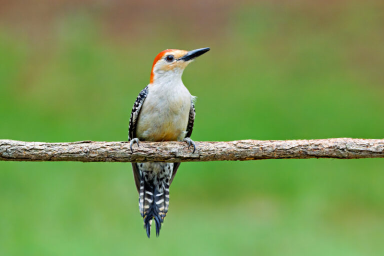 The Charming Red-bellied Woodpecker: A Close Encounter - Steve Creek ...