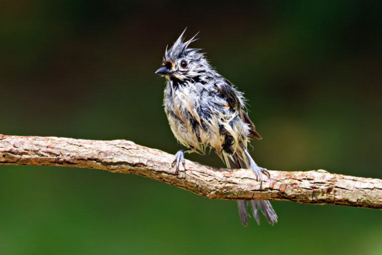 A Tufted Titmouse's Hilarious Bath Time - Steve Creek Wildlife Photography