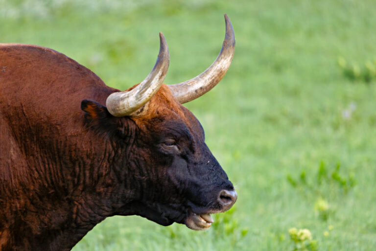 Blog | Steve Creek Wildlife Photography