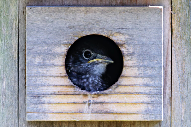 A Sneak Peek at the New Generation: Eastern Bluebird Chicks - Steve ...