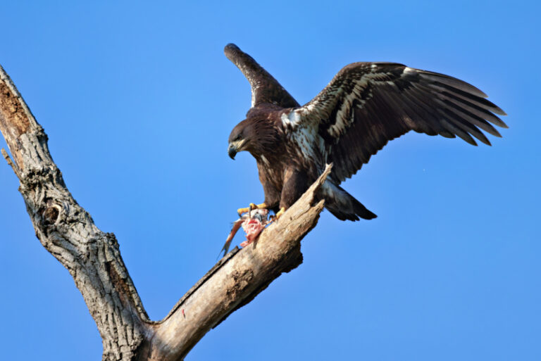 Young Bald Eagle Enjoys a Catfish Meal - Steve Creek Wildlife Photography