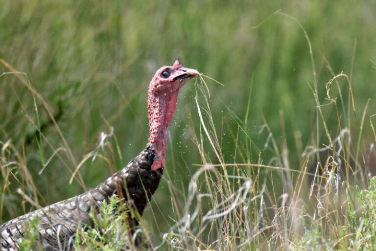 Day 2 Wildlife Photography at Black Mesa State Park - Steve Creek ...
