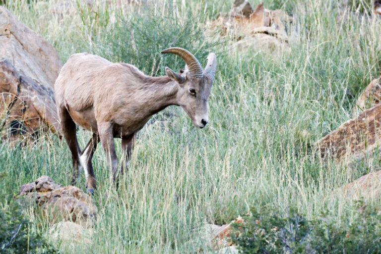 Photographing Bighorn Sheep at Black Mesa Oklahoma - Steve Creek ...