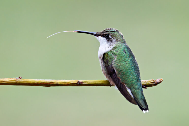 The Fascinating Tongue of the Ruby-throated Hummingbird - Steve Creek ...