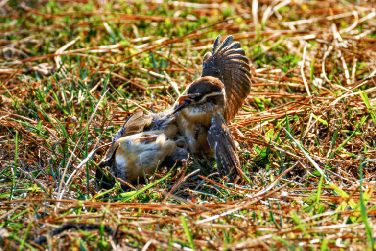 Why Birds Chase and Fight in the Fall: Survival of the Fittest - Steve ...