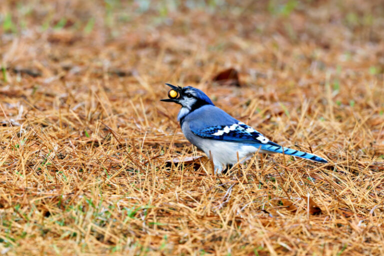 Blue Jay vs. Squirrel | An Acorn Heist? - Steve Creek Wildlife Photography