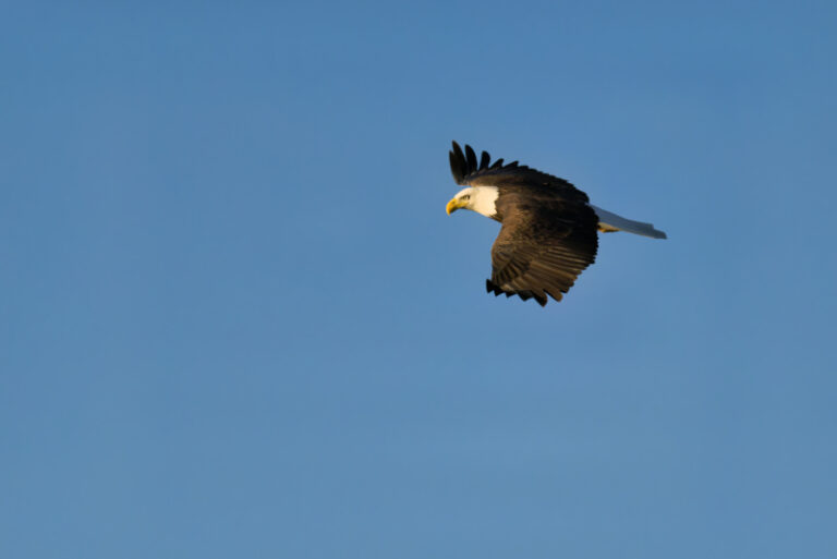 Photographing Bald Eagles Over Charleston Lake - Steve Creek Wildlife Photography