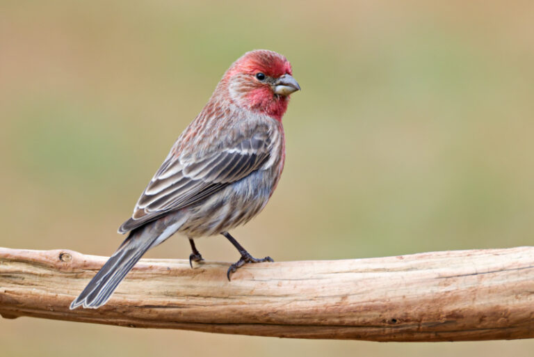 Identifying Purple Finches and House Finches Made Simple - Steve Creek ...