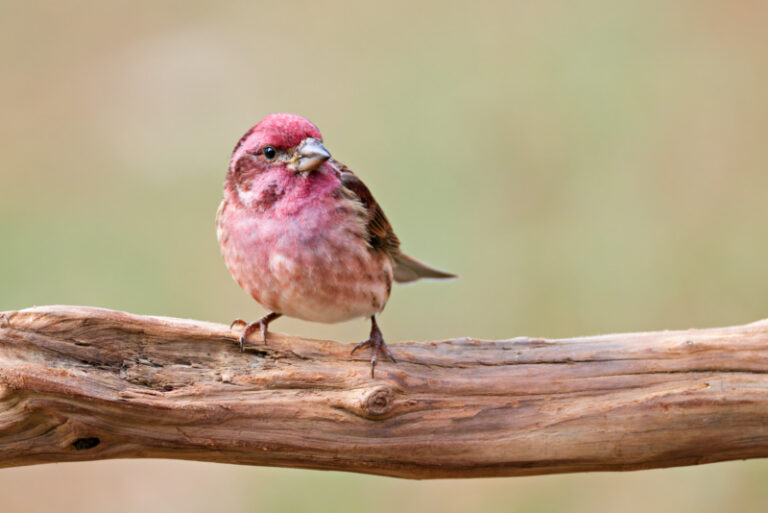 Identifying Purple Finches and House Finches Made Simple - Steve Creek ...