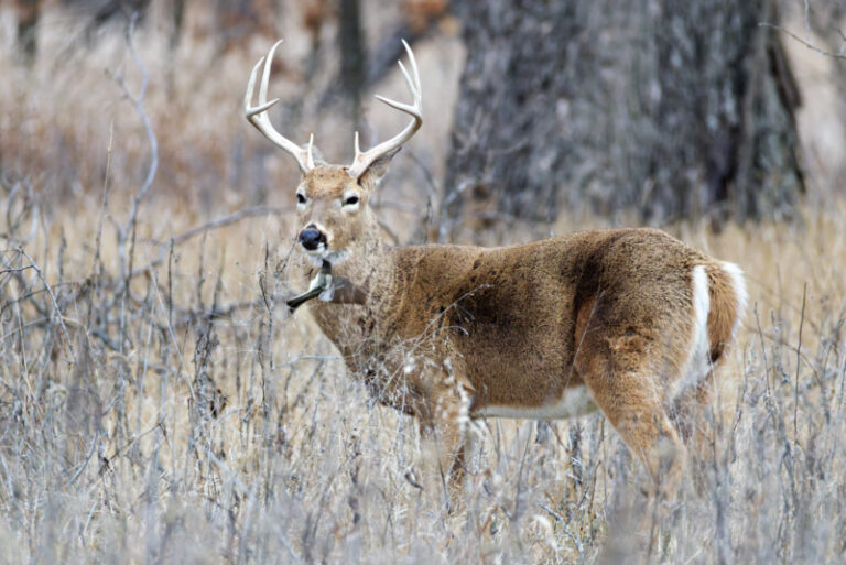 A Remarkable Encounter: White-tailed Buck and Eastern Phoebe - Steve ...