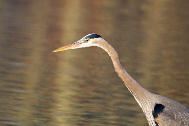 Why Do Great Blue Herons Wash Their Food? - Steve Creek Wildlife ...