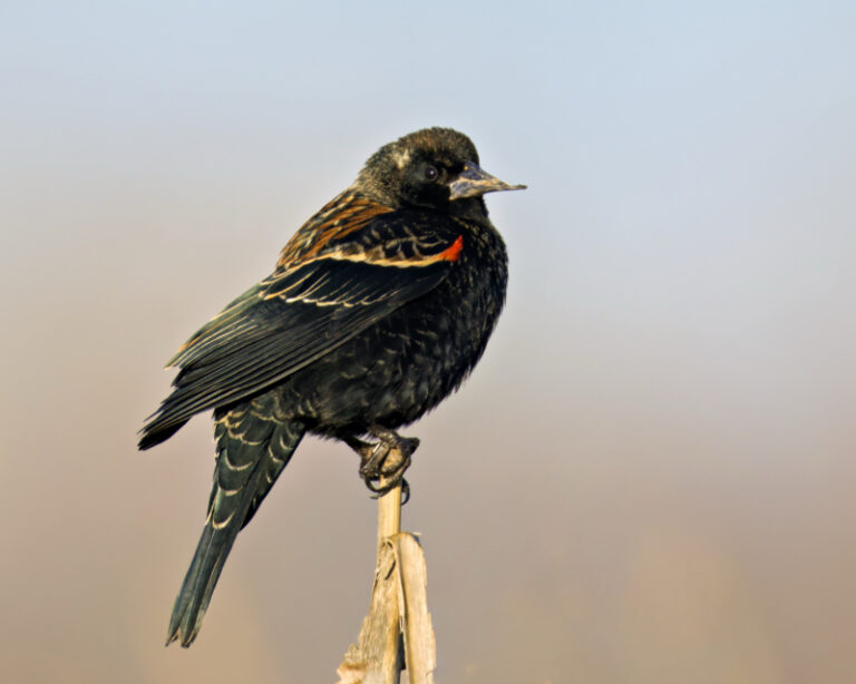 Avian Keratin Disorder: Understanding Beak Abnormalities in Birds ...