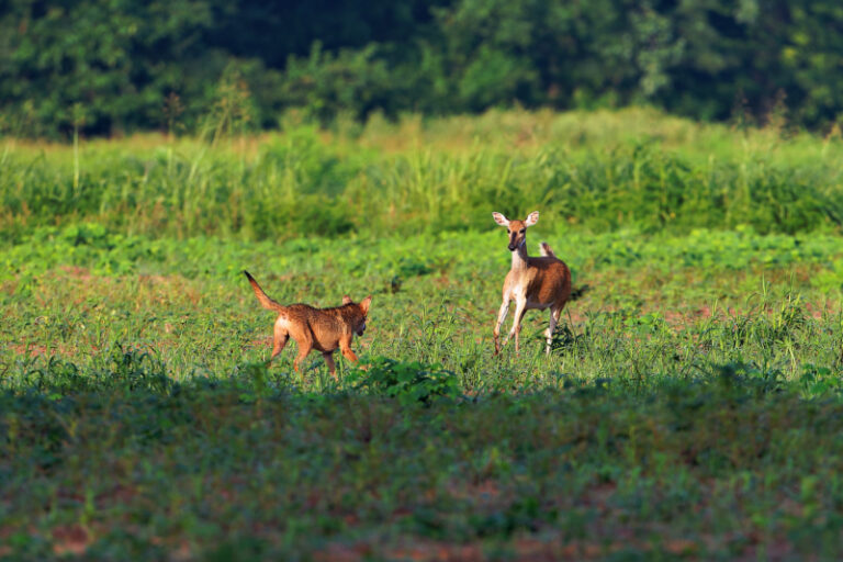 Composition in Wildlife Photography: Key Techniques - Steve Creek ...