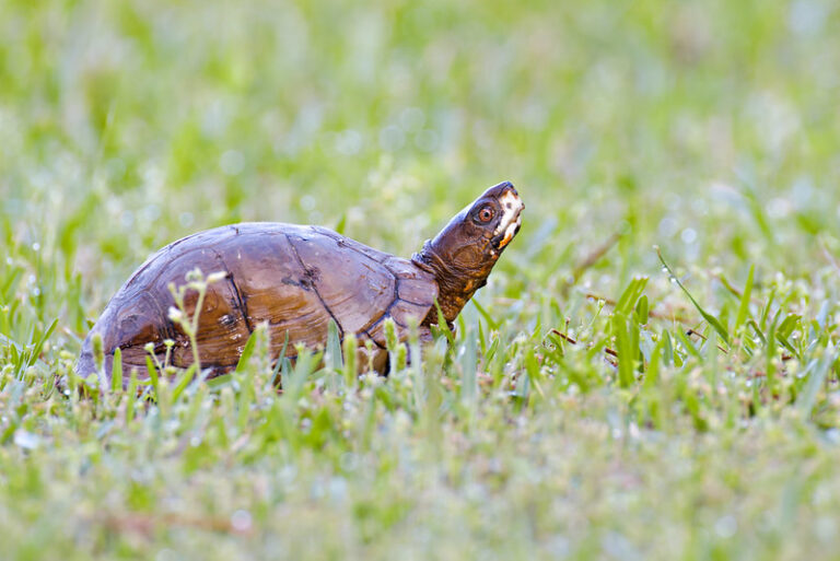 Turtles in My Arkansas Yard - Steve Creek Wildlife Photography