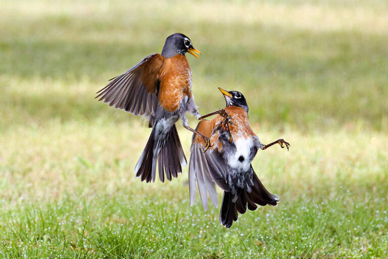 American Robins Territorial Fight Caught in Action - Steve Creek ...