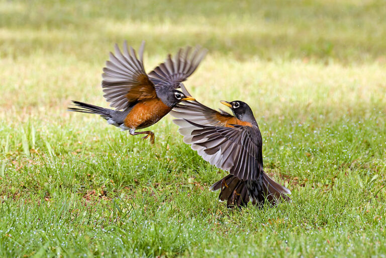 American Robins Territorial Fight Caught in Action - Steve Creek ...