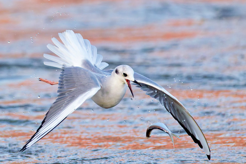 Bonaparte’s Gull Drops a Fish and Quickly Retrieves It - Steve Creek ...