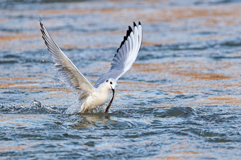 Bonaparte’s Gull Drops a Fish and Quickly Retrieves It - Steve Creek ...