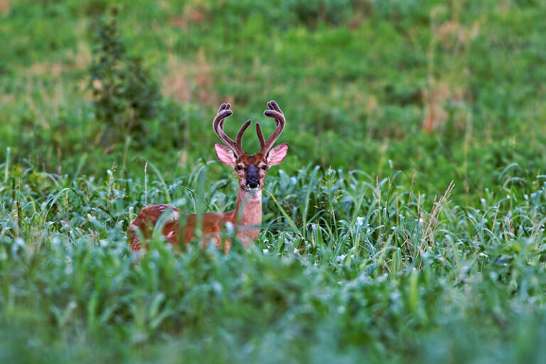 Wildlife Photography Low Light Techniques - Steve Creek Wildlife ...