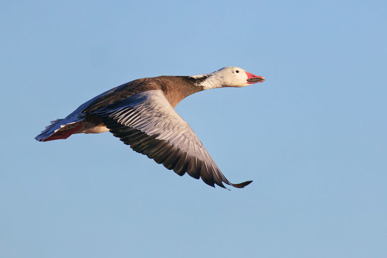 The Bird Respiratory System: Why Birds Breathe So Differently - Steve ...
