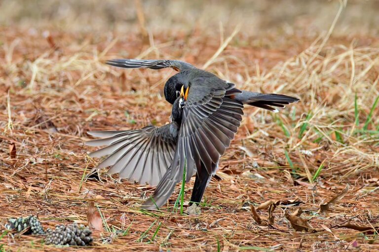 American Robins Can Be Brutal During Territorial Fights - Steve Creek ...