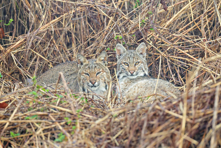 Two Bobcats in the Morning Fog - Steve Creek Wildlife Photography