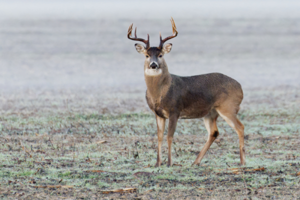Close Encounter: Photographing a Rutting Buck - Steve Creek Wildlife ...
