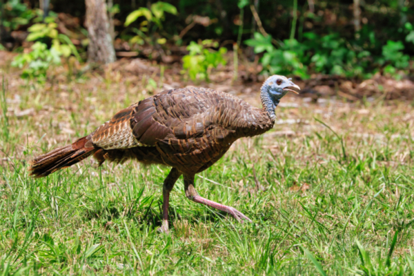 Wild Turkey Hens and Their Eating Habits - Steve Creek Wildlife Photography