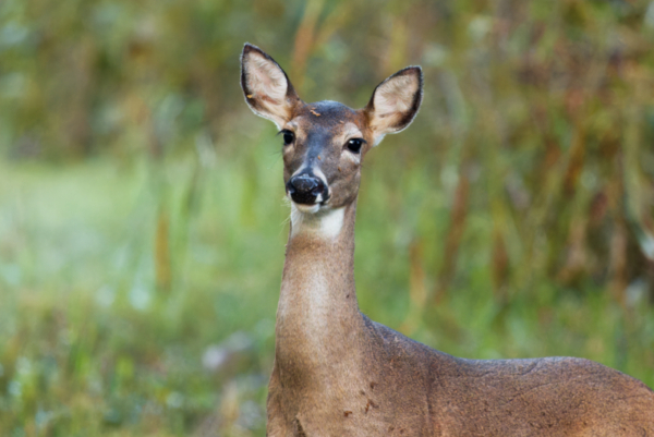 A Doe's Gaze: A Close Encounter at Sandtown Bottoms - Steve Creek ...