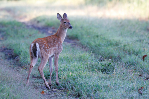 White-tailed Doe and Fawn at Sequoyah National Wildlife Refuge - Steve ...