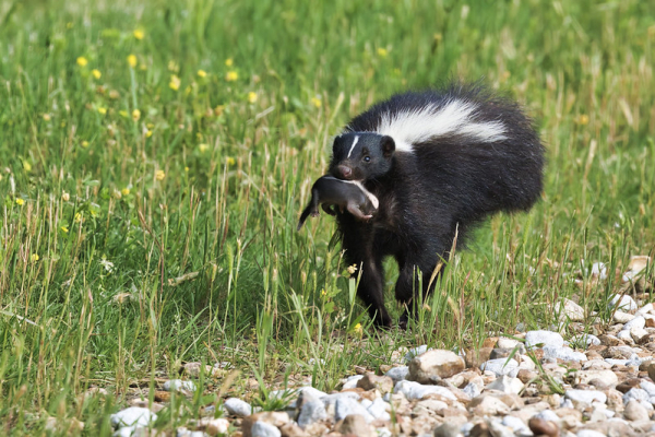 A Skunk Carrying a Baby Skunk - Steve Creek Wildlife Photography