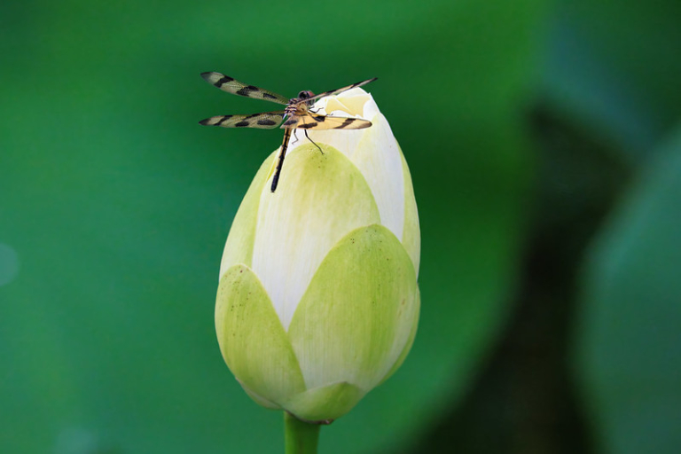 Dragonfly, Spider, And The American Lotus - Steve Creek Wildlife ...