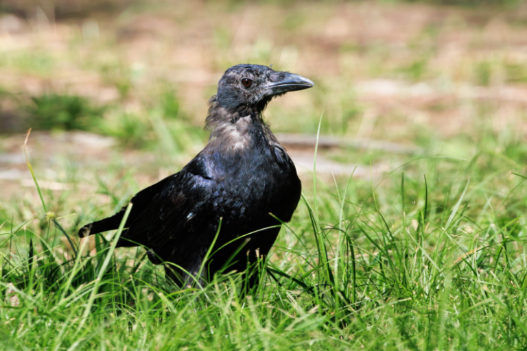 American Crow at the Forest’s Edge in Arkansas - Steve Creek Wildlife ...