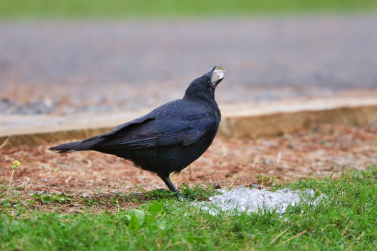 American Crow Eating Ice - Steve Creek Wildlife Photography